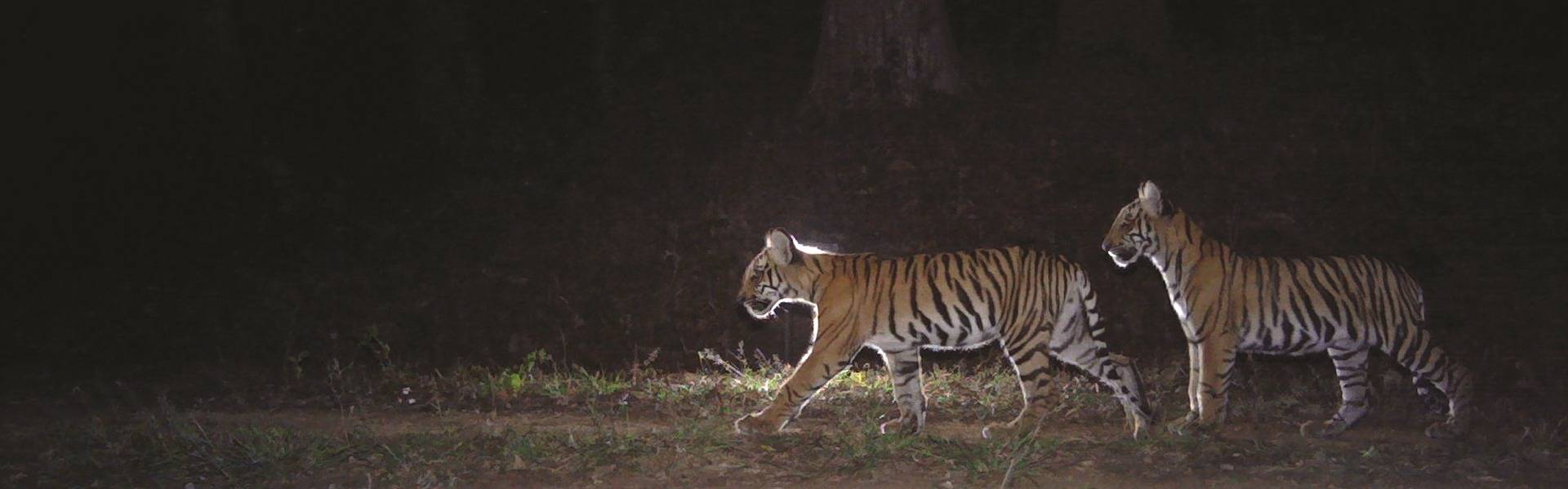 Wildlife Conservation Society