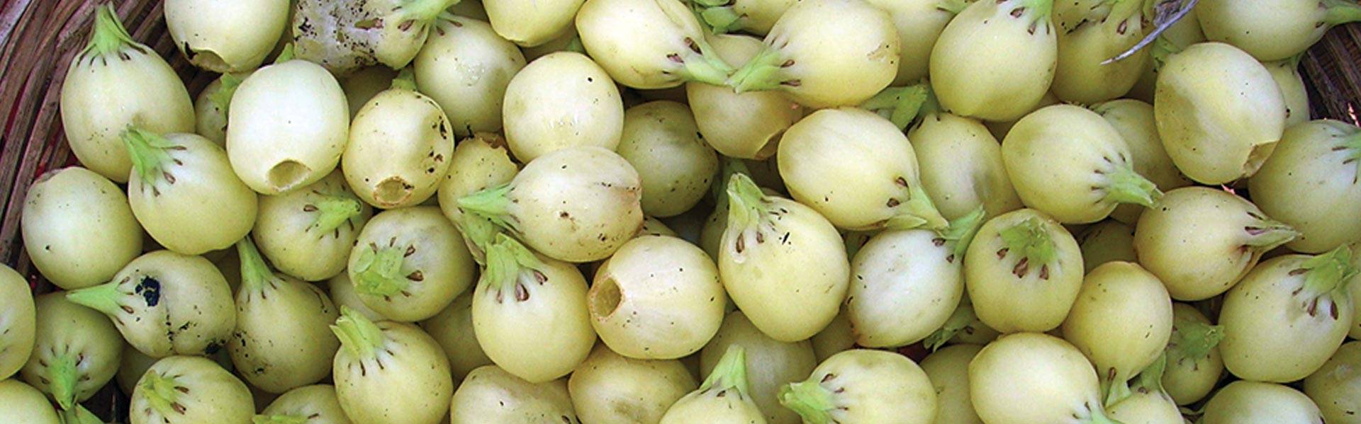 Mahua - A Keystone Tree