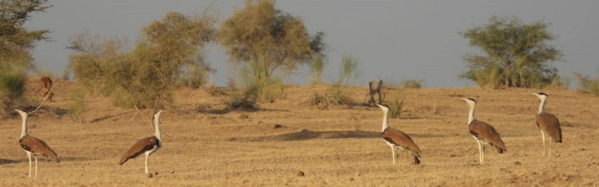 Saving The Great Indian Bustard saving-the-great-indian-bustard