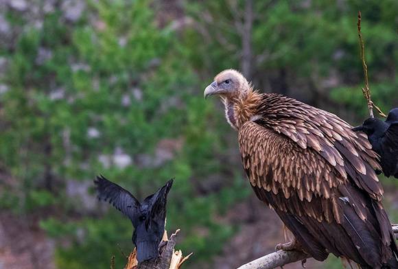 Etalin Campaign Tool Kit