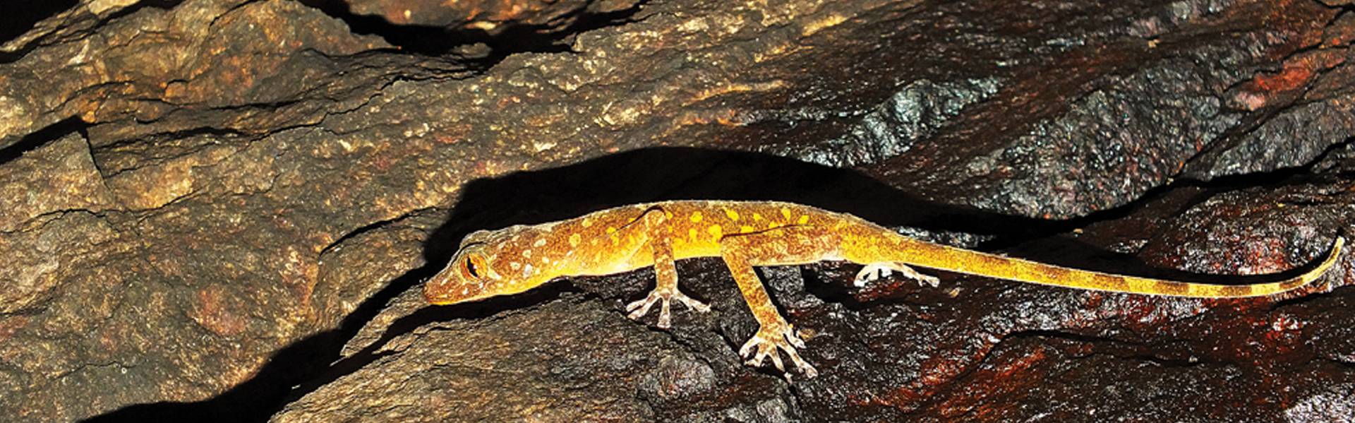 Goldmines Revealed - Field Stories from Indian Golden Gecko Habitats