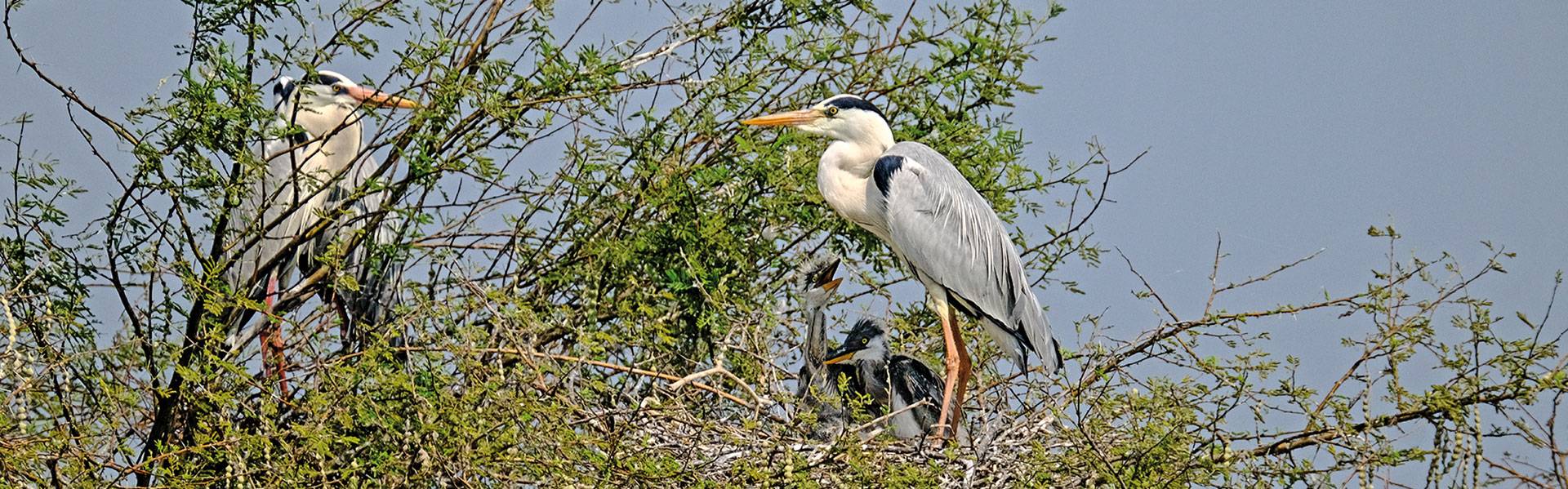 Bhigwan: The Story Of A Wetland