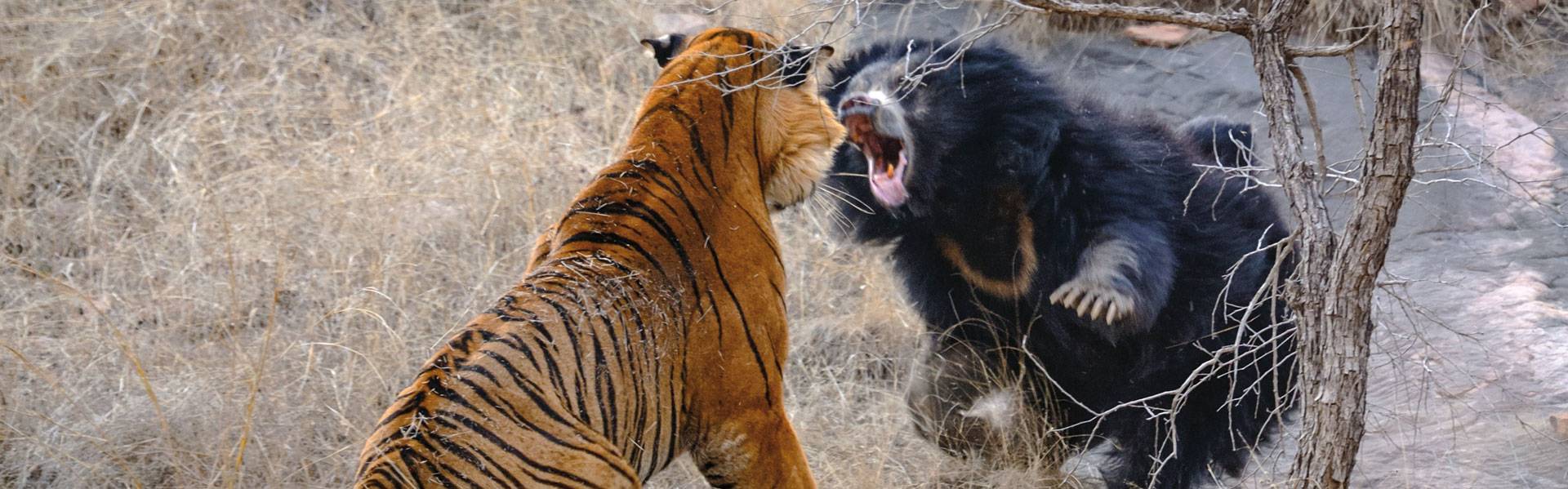 Rest In Peace: Aditya Dicky Singh Of Ranthambhore