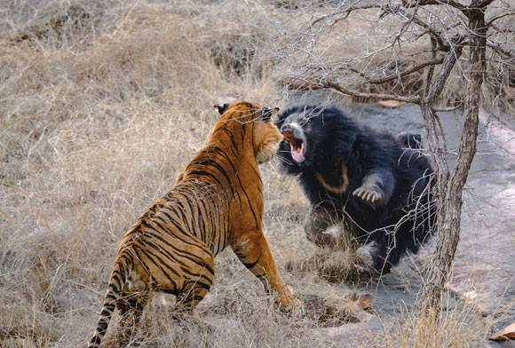 Meet Indian Forest Service Officer Sonali Ghosh