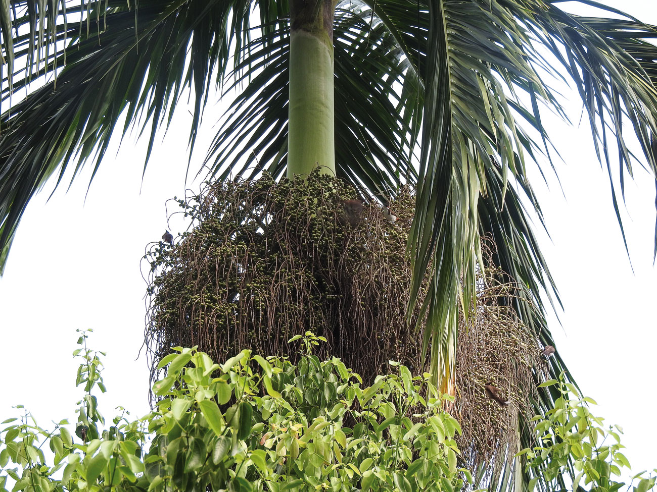 The Imperiled Nicobar Palm