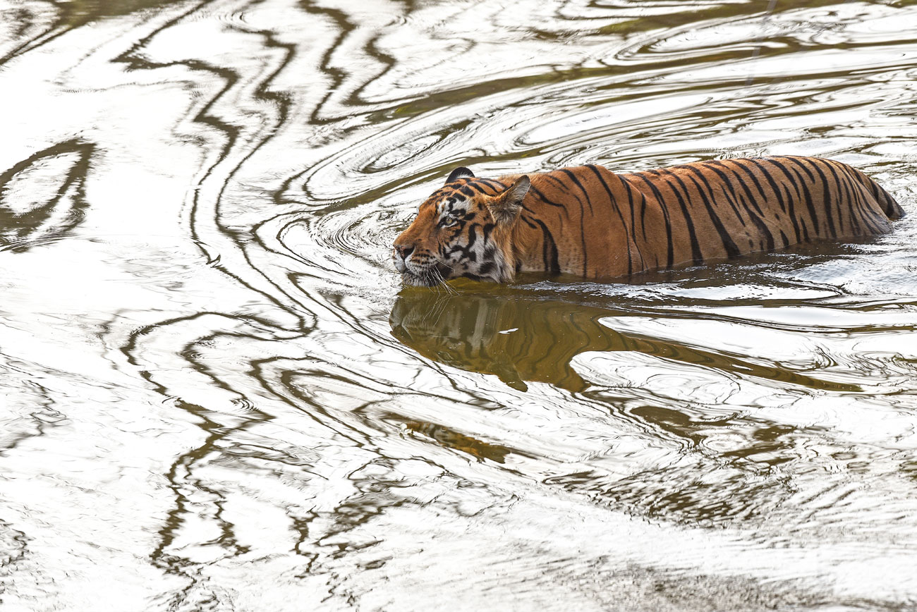 Tiger Conservation: The Road Ahead
