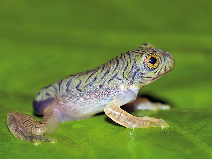 Life of an Amphibian